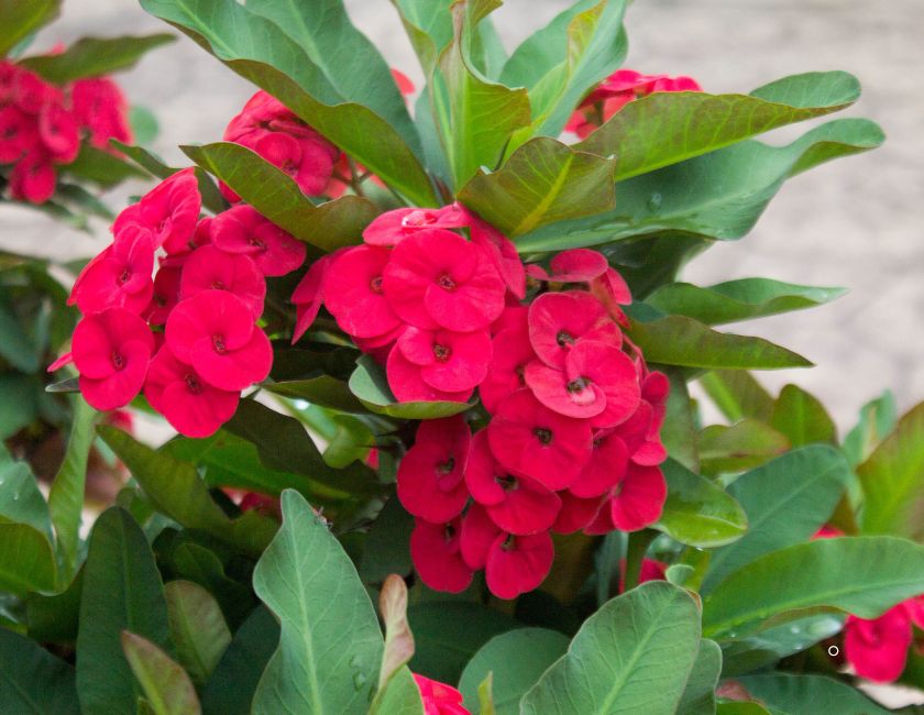 Najljepše kućno cvijeće za vaš dom