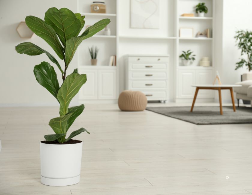 Najljepše kućno cvijeće za vaš dom