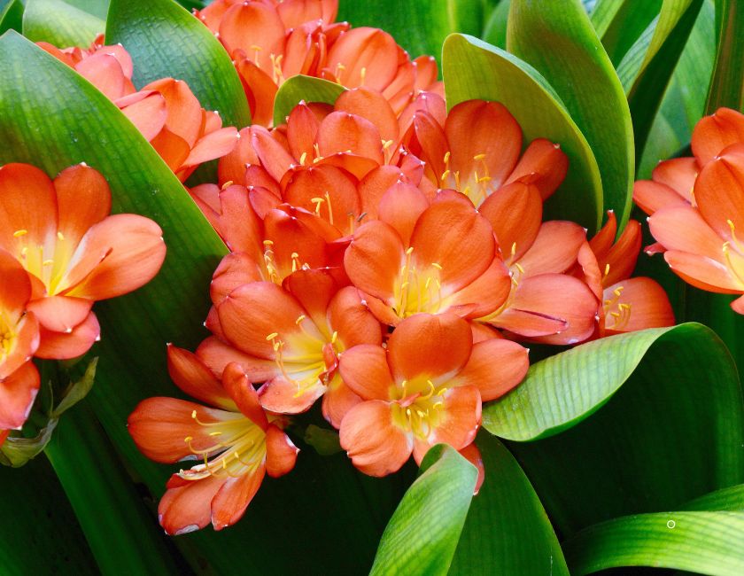 Najljepše kućno cvijeće za vaš dom