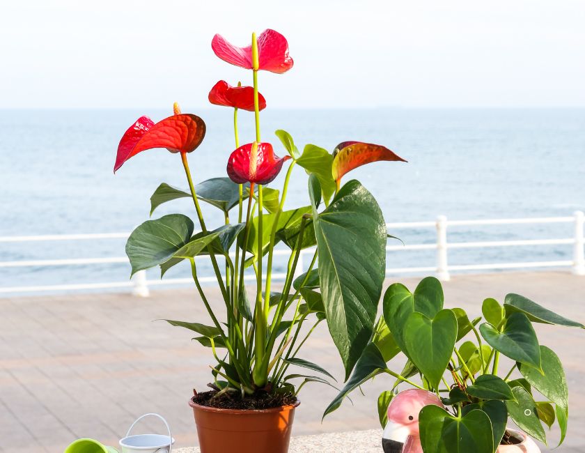 Najljepše kućno cvijeće za vaš dom