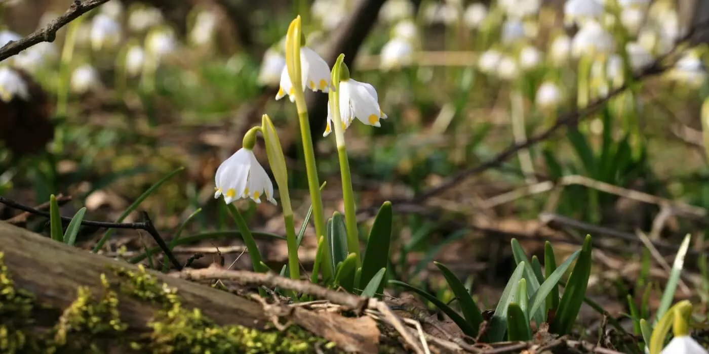 Prvi dan proljeća 2023: uživajte u proljeću u potpunosti