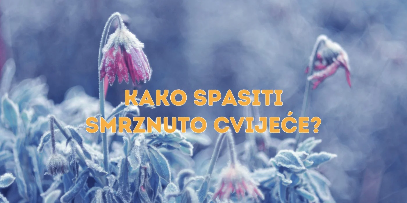 Kako spasiti smrznuto cvijeće - Brzi vodič
