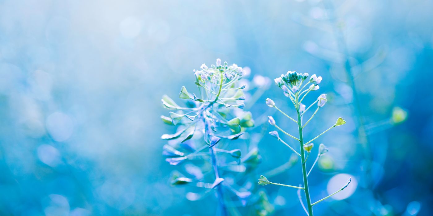 Slike za ozadje - Kako spremeniti ozadje?